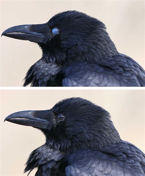 Nictitating Membrane