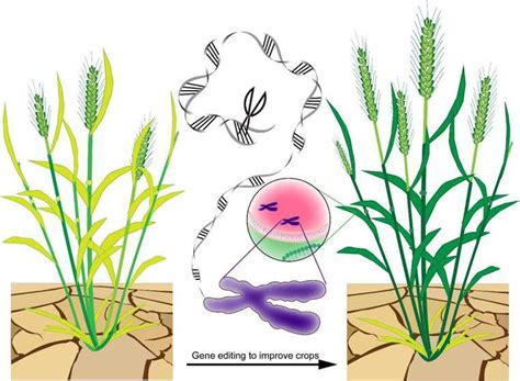 What Is A Gene In Plants Methods Of Gene Transfer In Plants