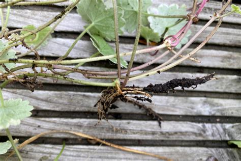 Plants To Propagate By Layering How To Do It