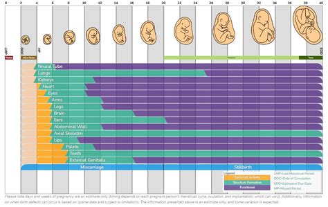 Fetal Development Week By Week Chart