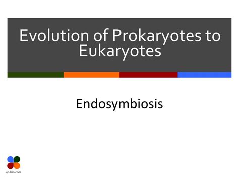 Ppt Evolution Of Prokaryotes To Eukaryotes Powerpoint Presentation
