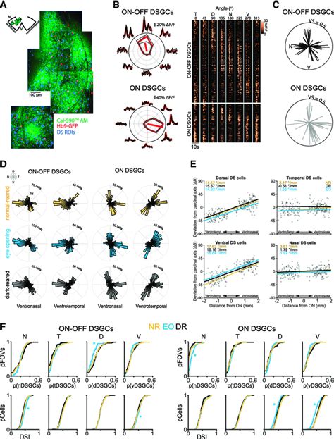 The Direction Selectivity Map Develops Independent Of Visual Experience Download Scientific