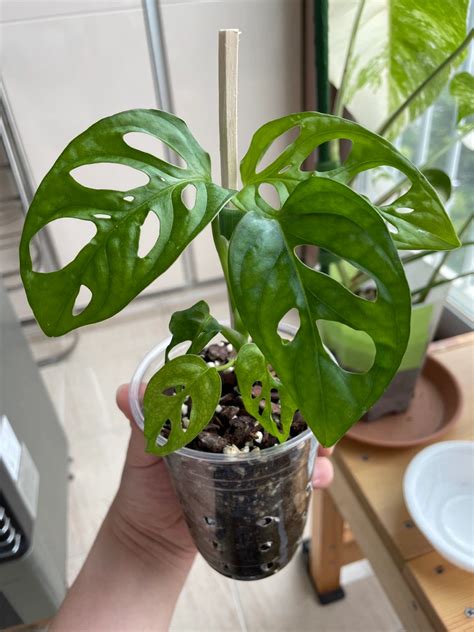 몬스테라 아단소니무늬였던 당근 중고거래