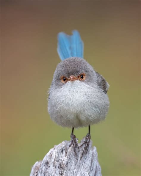 Manoco Moonlighhy On X