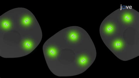 Video An In Vitro Assay To Examine The Antibody Dependent Enhancement