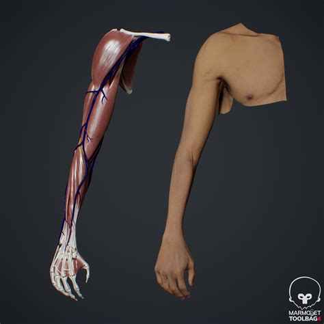 Arm Muscle Anatomy Model