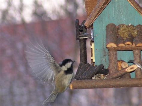 картинки филиал крыло Дикая природа Фауна Семя птицы Животные Позвоночный Синица