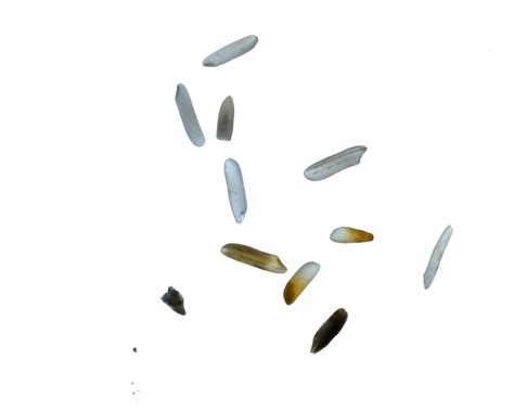 3 Types Of Defects In Rice Object Detection Dataset And Pre Trained Model By Asia Pacific