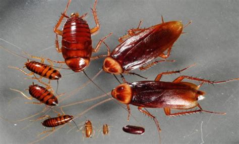 Cockroach Control Services Cockroach Service Using Gel Service
