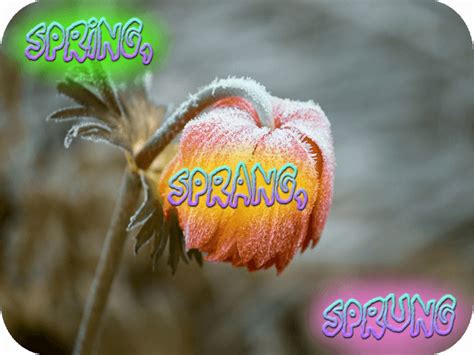 Spring Sprang Sprung Rob Knowlan