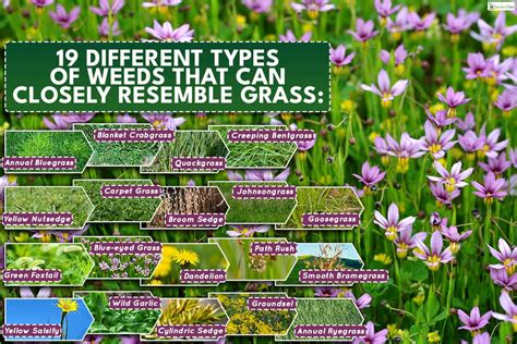 19 Weeds That Look Like Grass And How To Get Rid Of Them