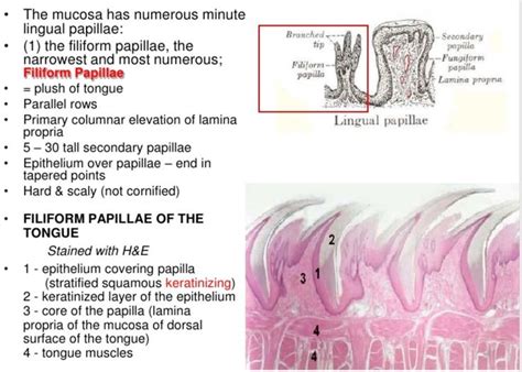 Tongue Histology Taste Buds