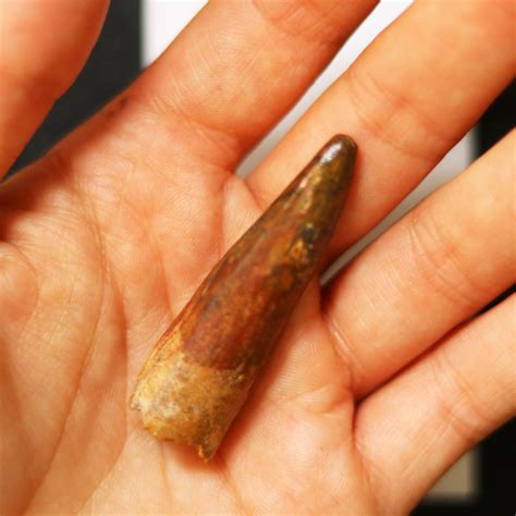 2 Inch Fossil Tooth From A Spinosaurus Dinosaur Morocco