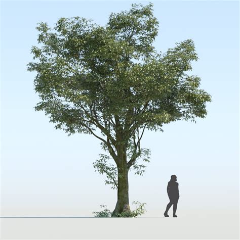 Tree Visualization 3d Model Turbosquid 1189803