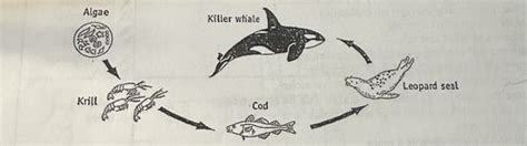 Ecology Test Flashcards Quizlet