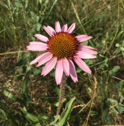 Narrow Leaved Echinacea Narrow Leaved Purple Coneflower Echinacea An