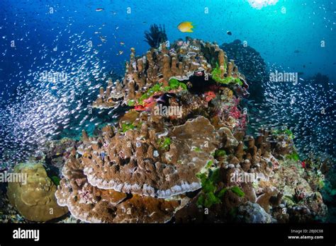 Tropical Fish And Glassfish Around Thriving Colorful Hard Corals On A