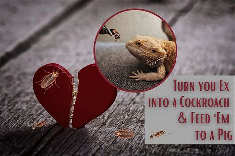 Name A Cockroach After Your Ex And Feed Em To A Pig