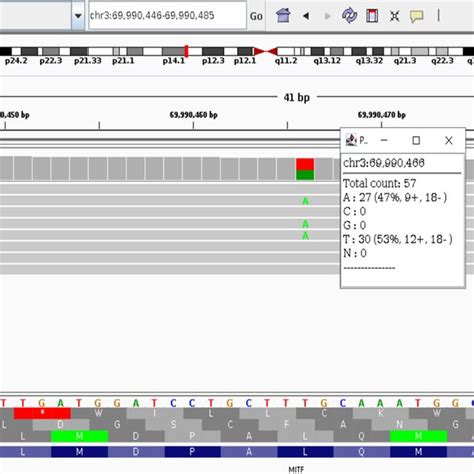The Bam File Analysis Of The Mitf Gene By Igv In The Proband This