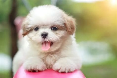 Maltese Shih Tzu Mix Teacup