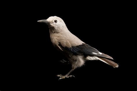 Clarks Nutcracker Nucifraga Columbiana Joel Sartore