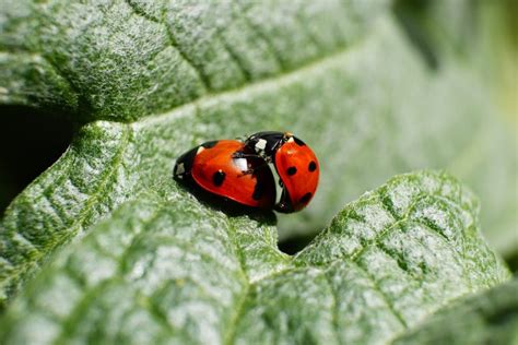 The Nature Of Sex Trinity News