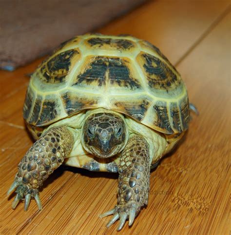 Tortaddiction A Helpful Guide To Determining The Sex Of Your Russian Tortoise