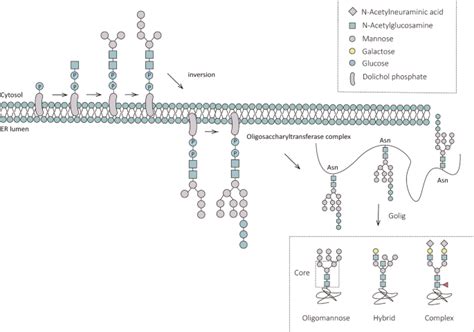 N 糖基化修饰在肝癌发病机制中的作用 Cell Death And Disease X Mol