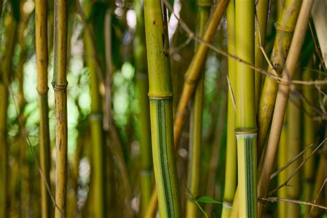 Bamboo