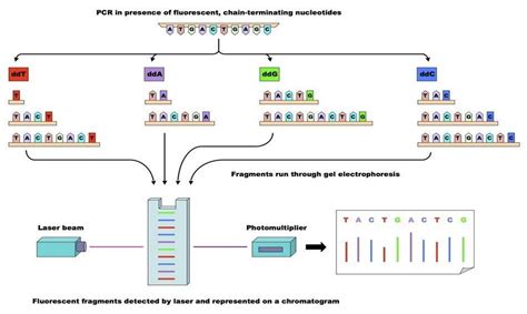 merlins micro world dna sequencing sanger s dideoxy method or chain