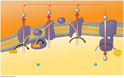 1 5 Obj 7 Oxidative Phosphorylation Diagram Diagram Quizlet
