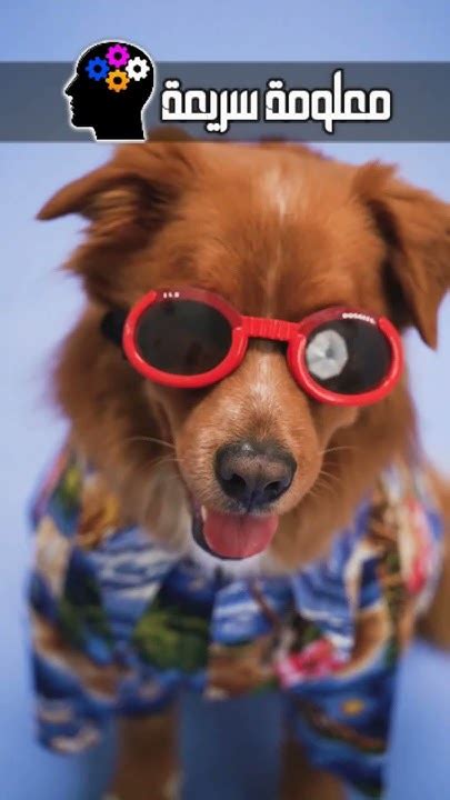 الكلاب فيها بصمات اصبع معلومةسريعةمنكريم ج2 Youtube