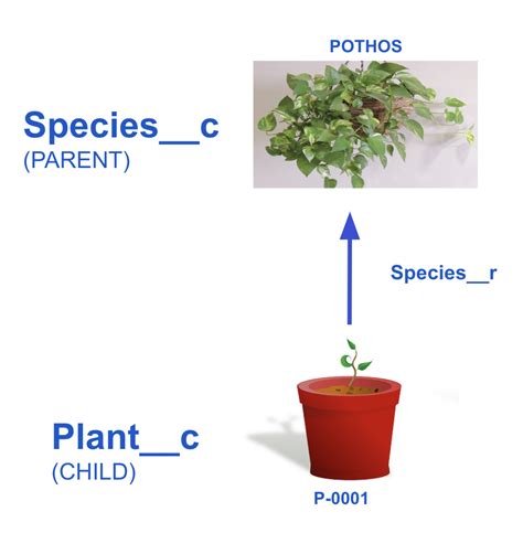 Working With Salesforce Records Using Soql And Dml Salesforce