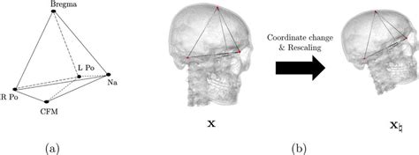 3d Skull Pose Normalization A The Reference Hexahedron Formed By Download Scientific Diagram