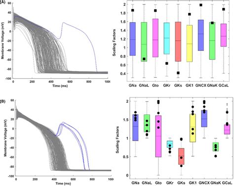 Simulated Human Ventricular Action Potential Traces Following The