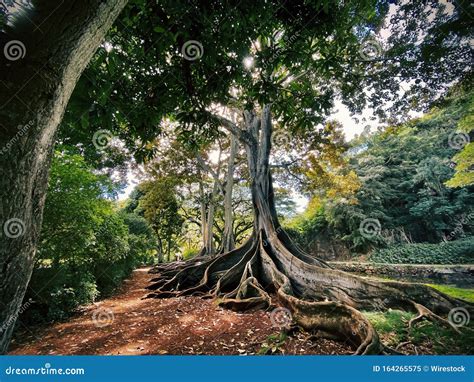 Tree Roots Stock Photo CartoonDealer Com