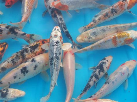 Karp Koi Karas Kolorowy Lin Orfa Ryby Do Oczek Lubsko Lubuskie Galeria Zdjęcie 7 Z 10