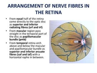 Anatomy And Physiology Of Retina Ppt