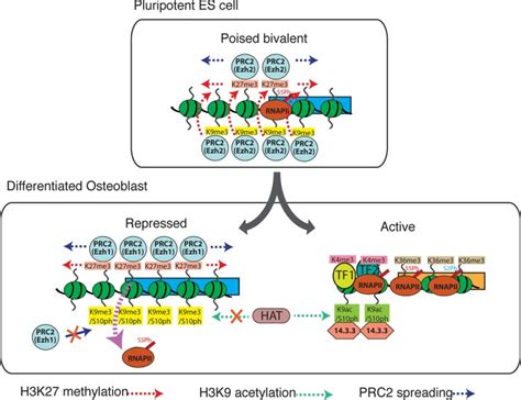 An H3k9s10 Methyl Phospho Switch Modulates Polycomb And Pol Ii Binding