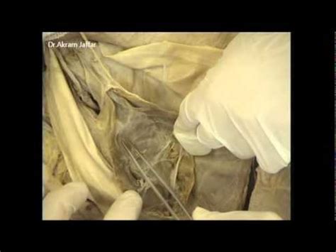 Human Female Dissection