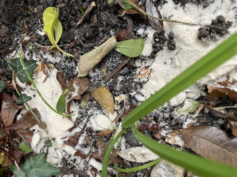 Poisons White Powder Like Substance On Soil Next To Tree Gardening Landscaping Stack Exchange