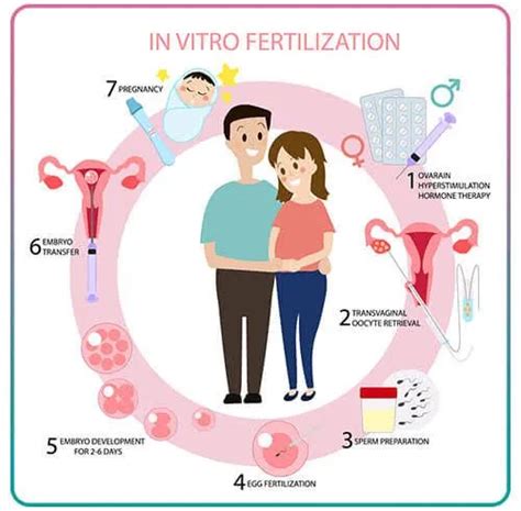 Understanding Ivf A Comprehensive Guide To In Vitro Fertilization