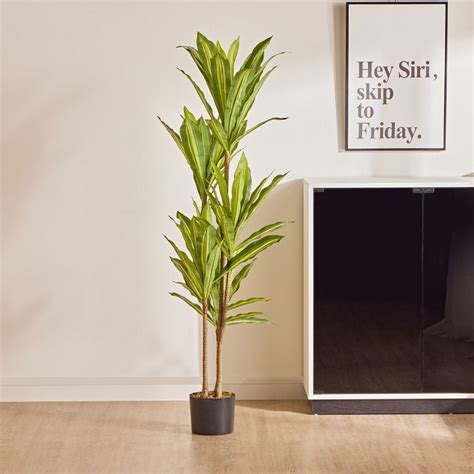 تسوقوا شجرة دراسينا بـ3 فروع 150 سم أونلاين هوم سنتر السعودية