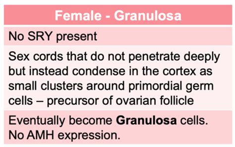 Normal Sex Differentiation Flashcards Quizlet