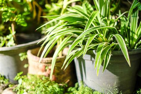 6 Tips To Growing Spider Plants Outdoors