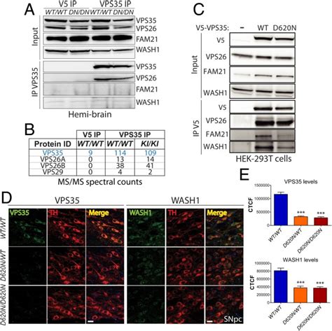 Parkinsons Disease Linked D620n Vps35 Knockin Mice Manifest Tau Neuropathology And Dopaminergic