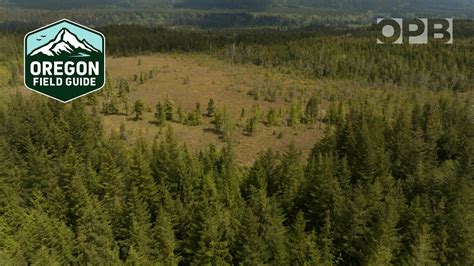 Brinkman Bog Nature Preserve Unveiling Its Hidden Secrets