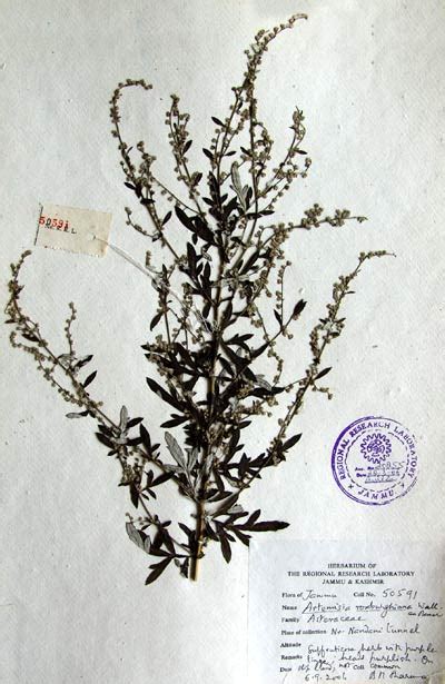 Artemisiaroxburghiana