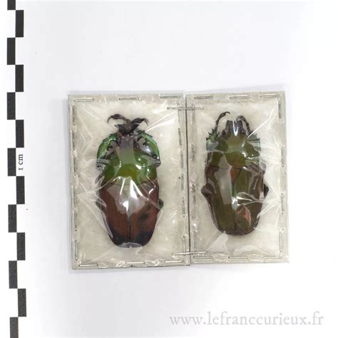 Stephanocrates Preussi Couple 42mm