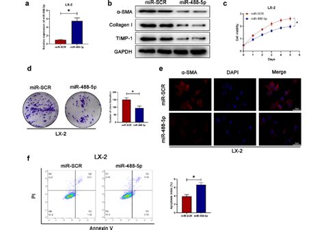 Mir 488 5p Regulates Cellular Proliferation Apoptosis And Activation Download Scientific